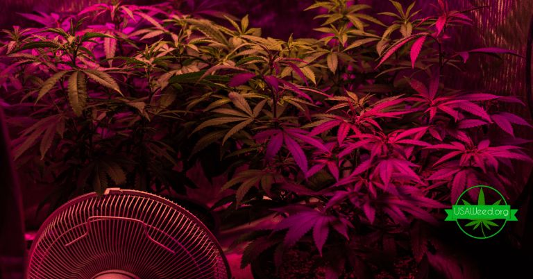 Best Weed Strains for Beginner Growers - USAWeed